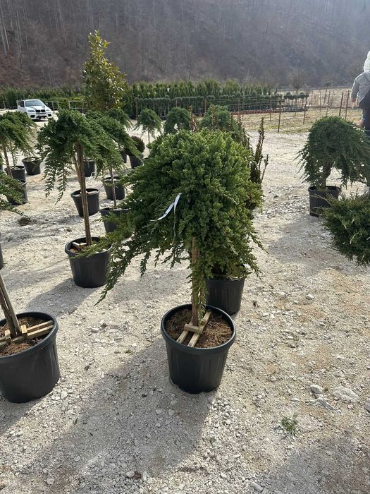 Plante decorative Enuper pe tija Sighisoara • OLX.ro