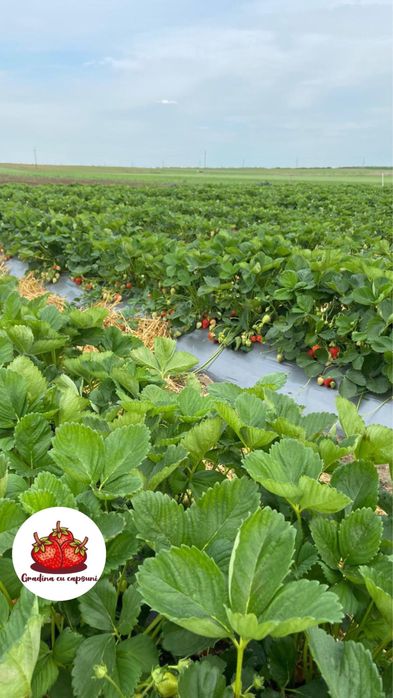 Capsuni stoloni albion,elsanta si diverse unifere Tecuci • OLX.ro