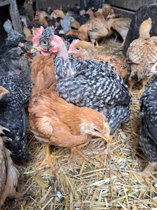 Pui de carne alb si porumbac Balabanesti • OLX.ro