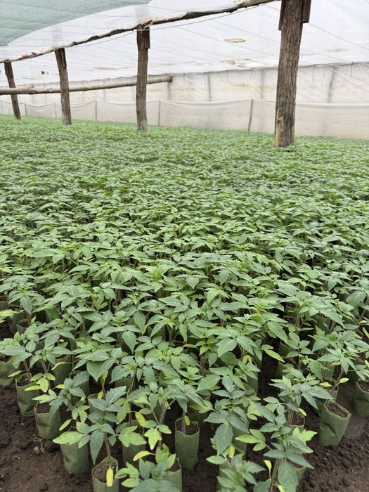 Rasaduri legume de vanzare - rosii, ardei, castraveti, vanata Matca ...