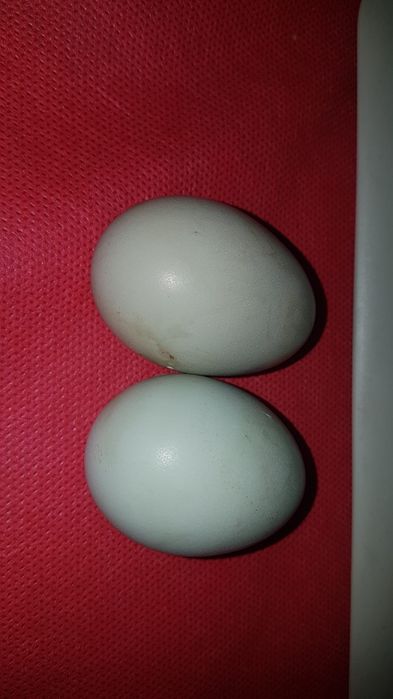 ameraucana araucana de vanzare ' Anunturi ' OLX.ro