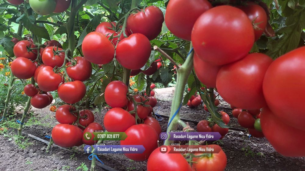 Rasaduri legume : Rasad de rosii ardei castraveti vinete salata varza ...