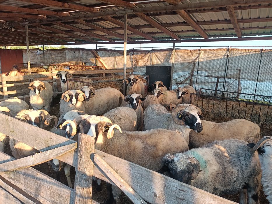 Berbeci breji cu certificat de origine Fizes • OLX.ro