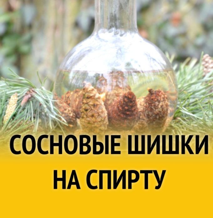 Настойка на сосновых зеленых шишках: 3 000 тг. - Продукты питания ...