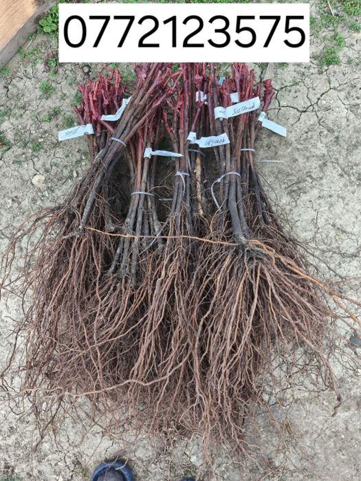 Butasi vita de vie altoita și hibrid Vaslui • OLX.ro