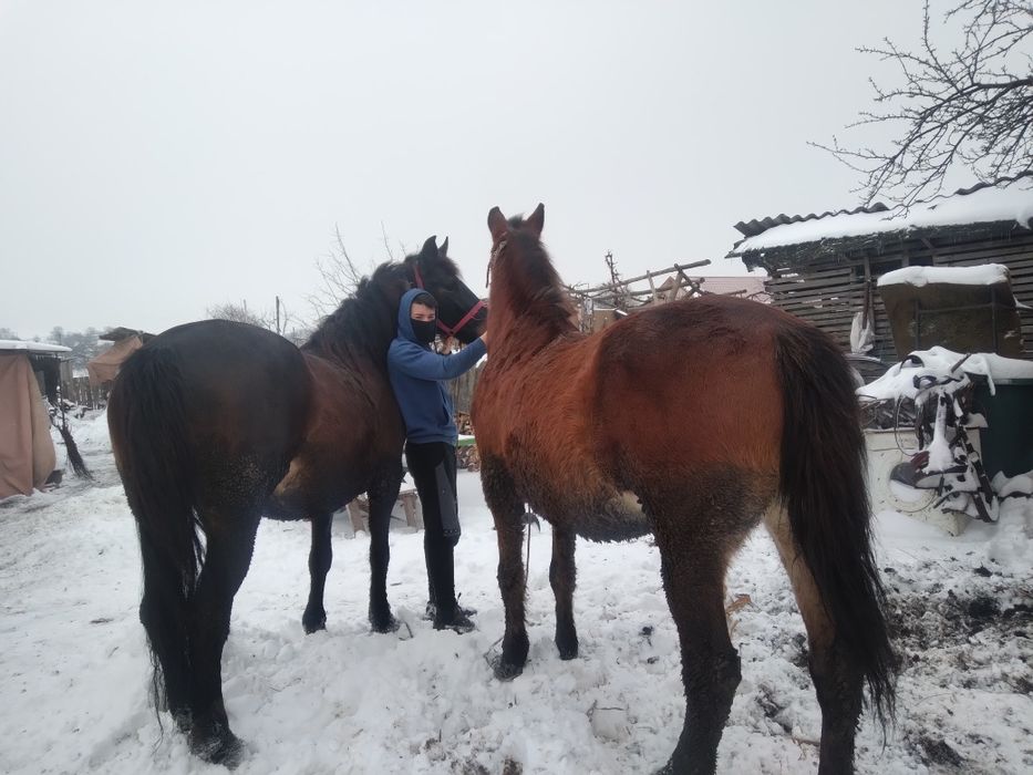 Vând cal castrat și iapa gestantă în 4 luni Piatra Neamt • OLX.ro