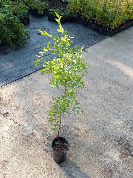 Curmal chinezesc soiul : ziziphus jujuba Aiud • OLX.ro