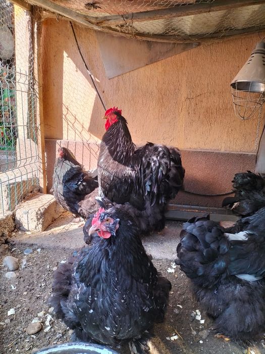Pui cochinchina negru uriaș rasa pura poze cu parintii Craiova • OLX.ro