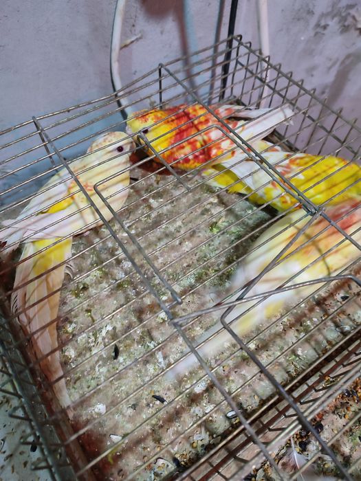 Papagali nimfe și micul și marele Alexander baraband peruși rosela a ...