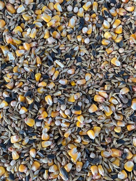 Vindem furaj din 6 tipuri de cereale Ardud • OLX.ro