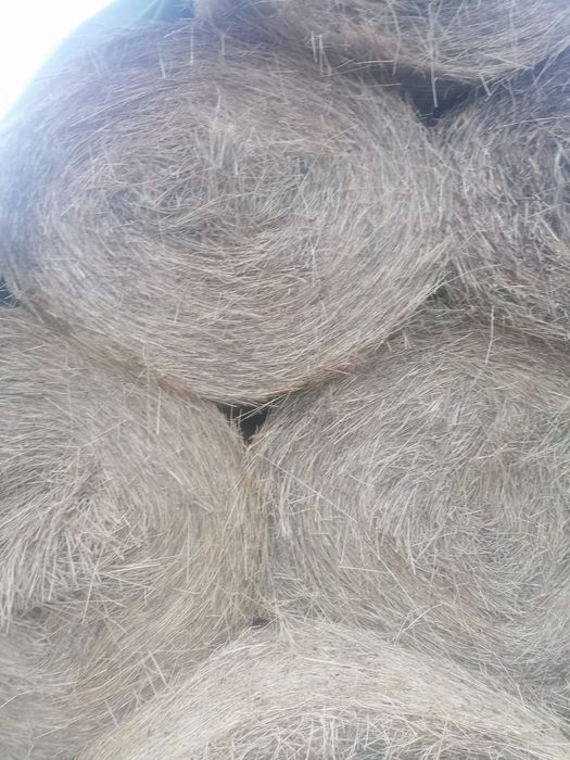 Vand baloti fan rotunzi 120 cm pe 130 cm Oradea • OLX.ro