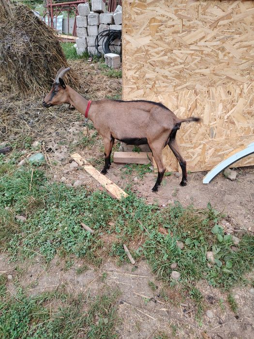 Alpină Franceză de vânzare Dodeni • OLX.ro