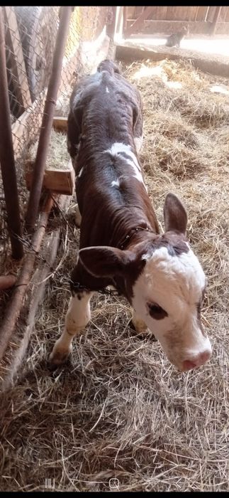 Vand Vitea belgiana Ohaba-Forgaci • OLX.ro