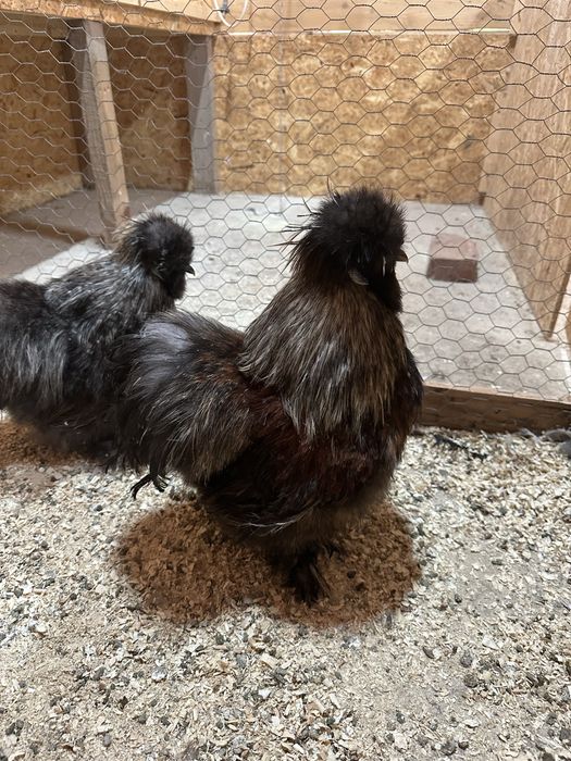 Cocosi Matase Japoneza, Wyandotte Argentiu Valcanesti • OLX.ro