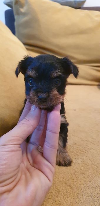 Baietel yorkshire terrier mini toy rasa pura.Pedigree Bucuresti ...