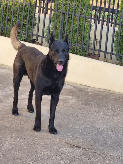 Mascul Ciobanesc Belgian Malinois Alexandria • OLX.ro