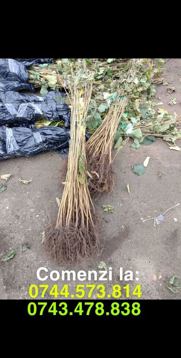 Cais.Migdal.Corn.Mosmon.Prun.Afin.Coacaz.Nuc.VIE Galati • OLX.ro