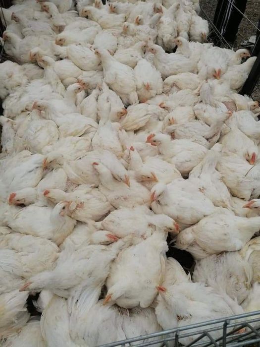 Vând puii de carne,puii porumbac . Bacau • OLX.ro