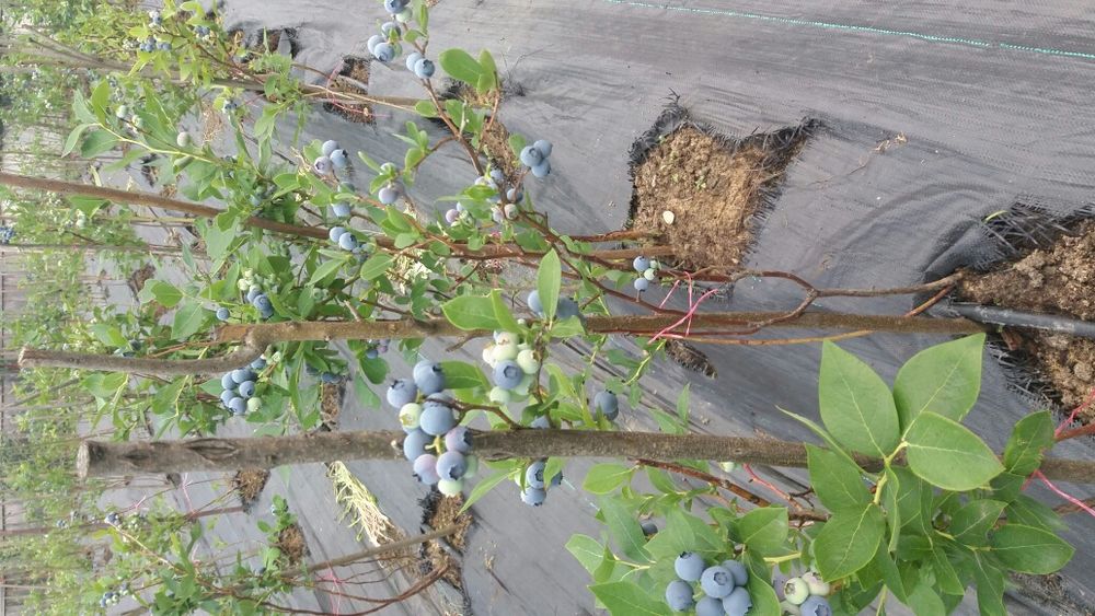 Butasi Afin de cultura Oradea • OLX.ro