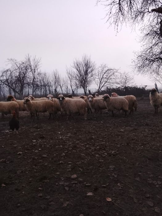 Vând oi de ținut Halmagiu • OLX.ro
