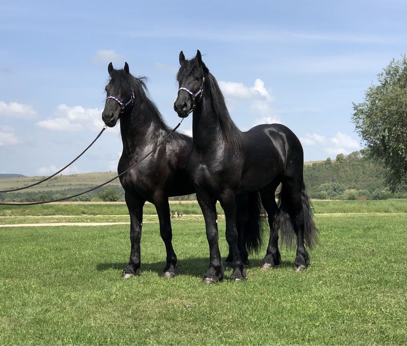 Armăsari Friesieni Pereche Frizieni Brasov • OLX.ro