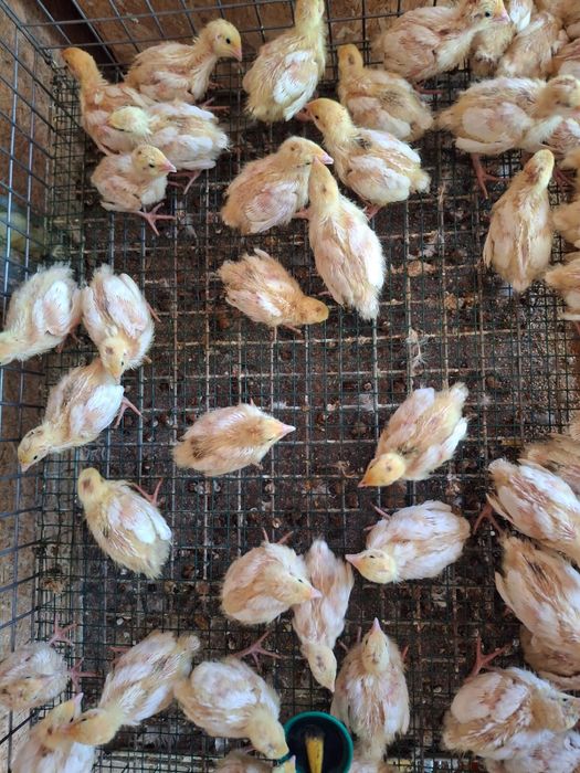 Vand prepelite giganta polara/polar gigant Cocorasti • OLX.ro