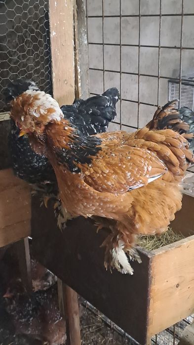 Ouă de încubat păsări moțate Brasov • OLX.ro