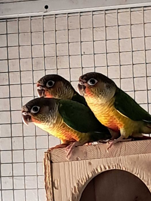 Papagali nimfe si pyrrhura Tecuci • OLX.ro