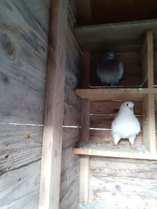Porumbei de vânzare Beltiug • OLX.ro
