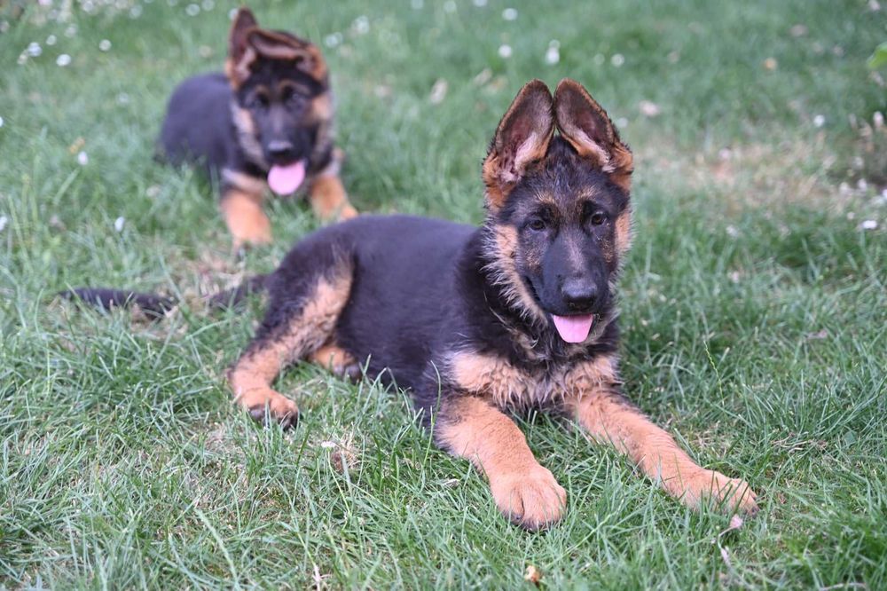 Pui ciobanesc german Tarnaveni • OLX.ro