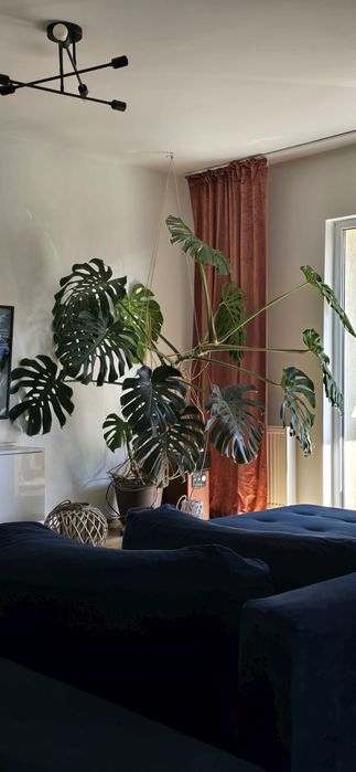 Planta decorativa cu frunze verzi Monstera Deliciosa ( Filodendron ...