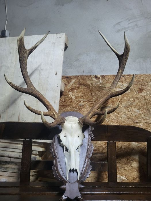 Trofeu cerb carpatin / comun Suceava • OLX.ro