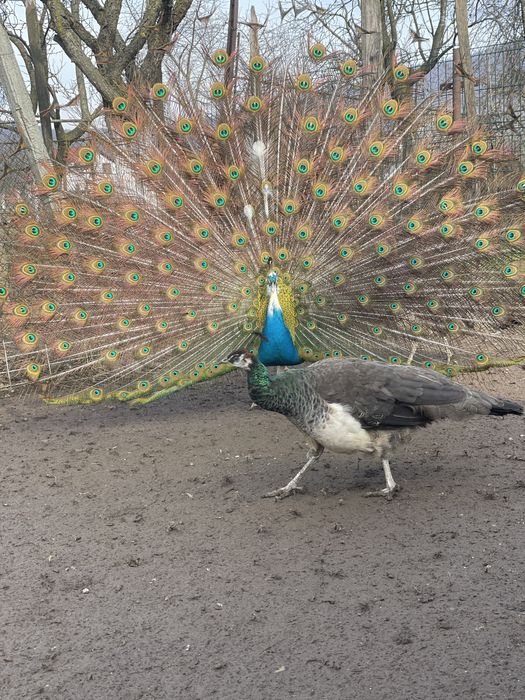 Vand un lot de patru pauni Baia Mare • OLX.ro