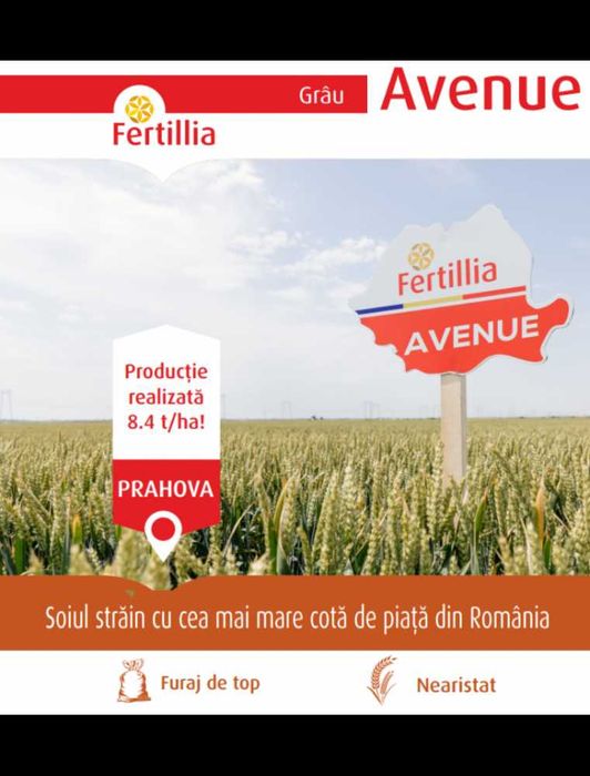 Seminte Grau de Toamna Avenue, 500 kg, Fertillia Galati • OLX.ro