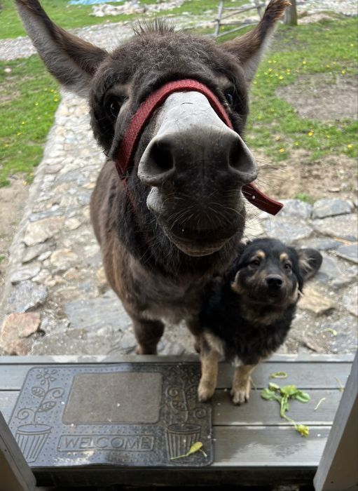 Donez magar, raspunde la numele de Chirpici Nucsoara • OLX.ro