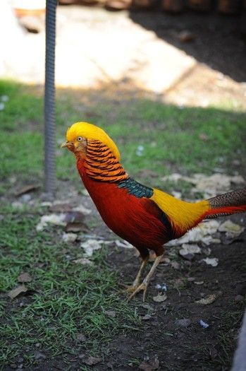 vand fazani de vanzare ' Anunturi ' OLX.ro