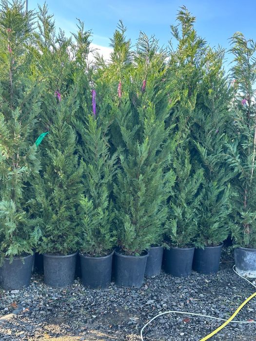 Tuia Smaragd PonPon Columnaris Palmier Trachycarpus Fortunei brazi etc ...