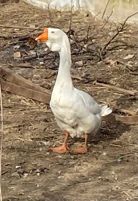 Vand gaste Holmogor Alba Iulia • OLX.ro