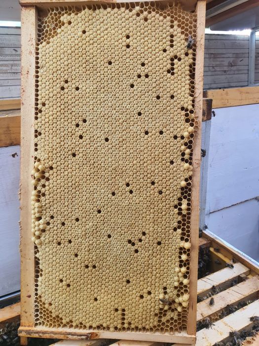 Matci buckfast vsh carnica carpatina roi familii albine stupi roiuri ...