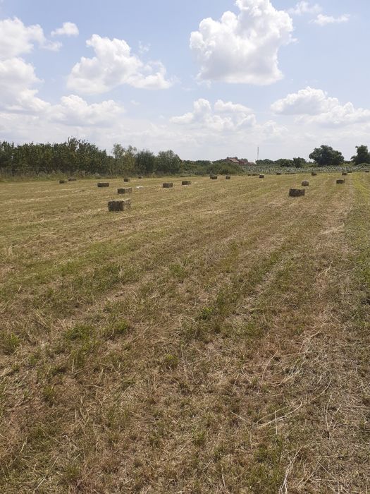 Vând baloti de paie și de lucerna Utvin • OLX.ro