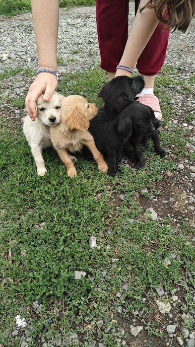 Se donează pui de câine Marca-Huta • OLX.ro