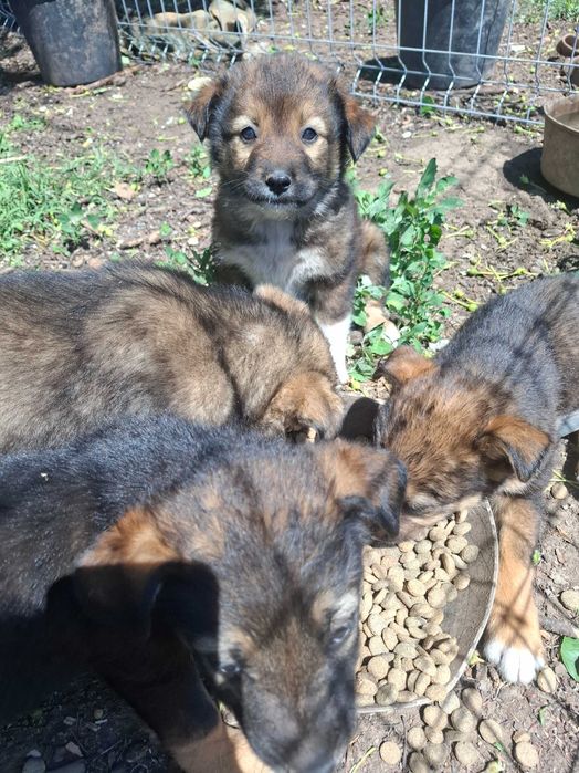 Adopție cățeluși in Buzău Costesti • OLX.ro