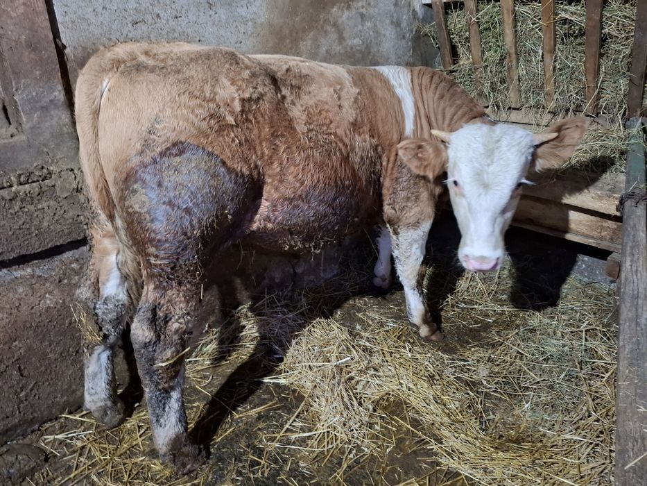 Taur baltat romanesc Ambud • OLX.ro