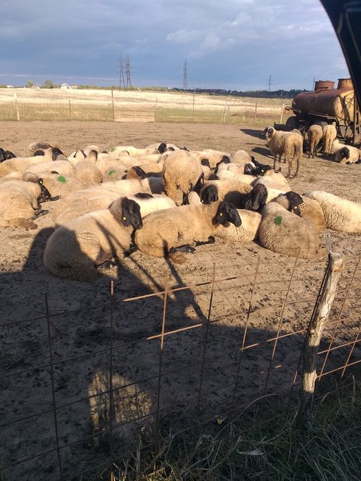 Vând oii carabașe cap negru de Teleorman Plosca • OLX.ro