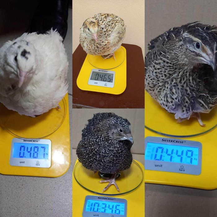 prepelite de vanzare ' Anunturi ' OLX.ro