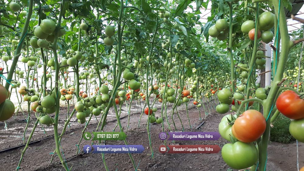 Rasad | Rasaduri Rosii Prekos Kalina Reyana Rila Bendida Kiveli ...