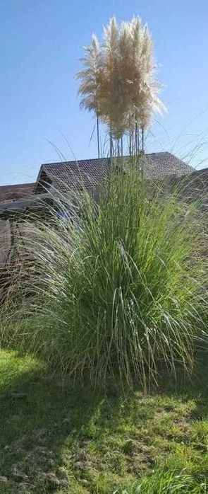 Vindem Lavanda, Tei, Stejar rosu, Arbore de matase, Iarba pampas ...