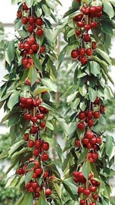 Pomi fructiferi columnari altoiți Aiud • OLX.ro