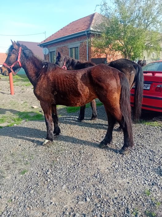 De vânzare doua iepe Nitchidorf • OLX.ro
