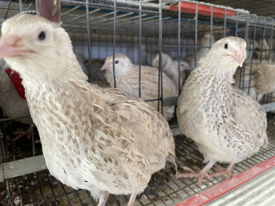 Oua pentru incubat de prepelita MARMURA-SCORTISOARA Darasti-Ilfov • OLX.ro